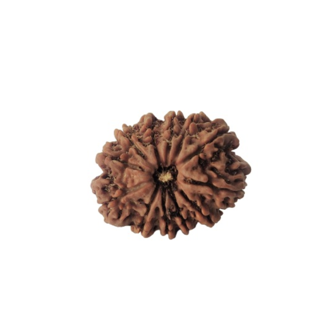12 Mukhi Rudraksh – Nepal - Trishakti Products