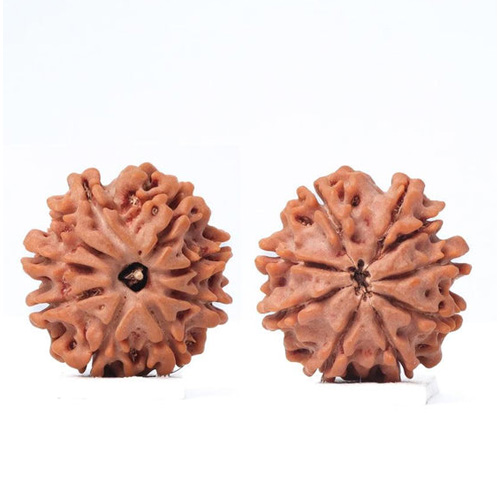 9 Mukhi Rudraksha – Nepal - Trishakti Products